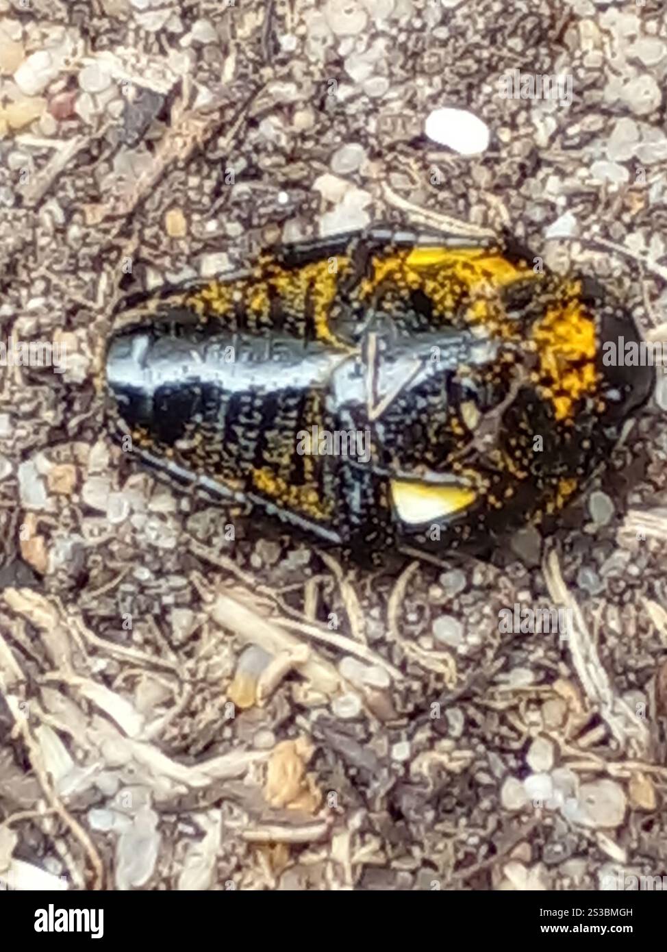 Common White-spotted Fruit Chafer (Mausoleopsis amabilis amabilis Stock ...