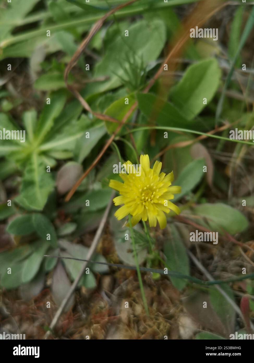 Smooth Cat's Ear (Hypochaeris glabra Stock Photo - Alamy