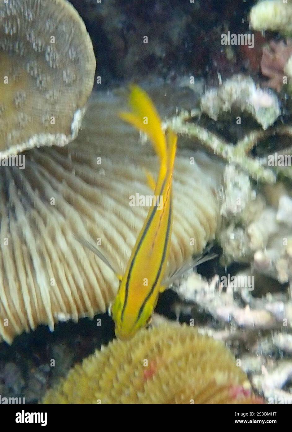 Indo-Pacific Yellowtail Damsel (Neoglyphidodon nigroris Stock Photo - Alamy