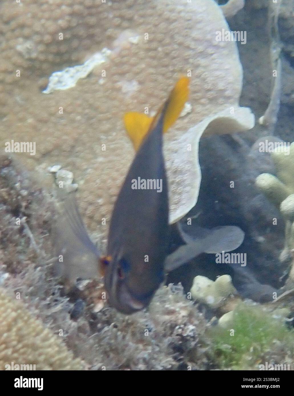 Indo-Pacific Yellowtail Damsel (Neoglyphidodon nigroris Stock Photo - Alamy