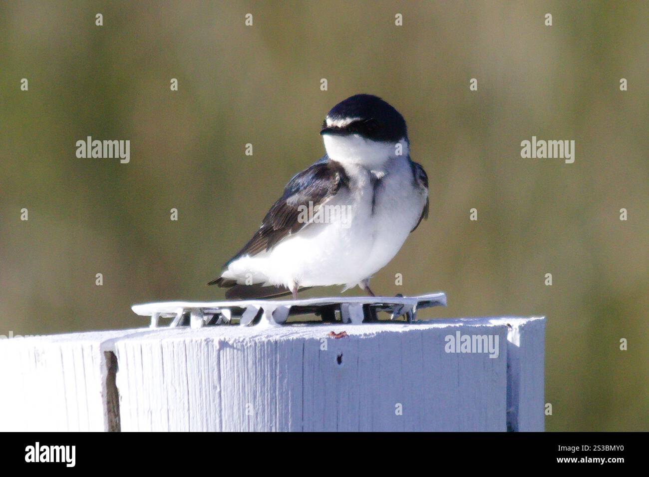 White-rumped Swallow (Tachycineta leucorrhoa Stock Photo - Alamy