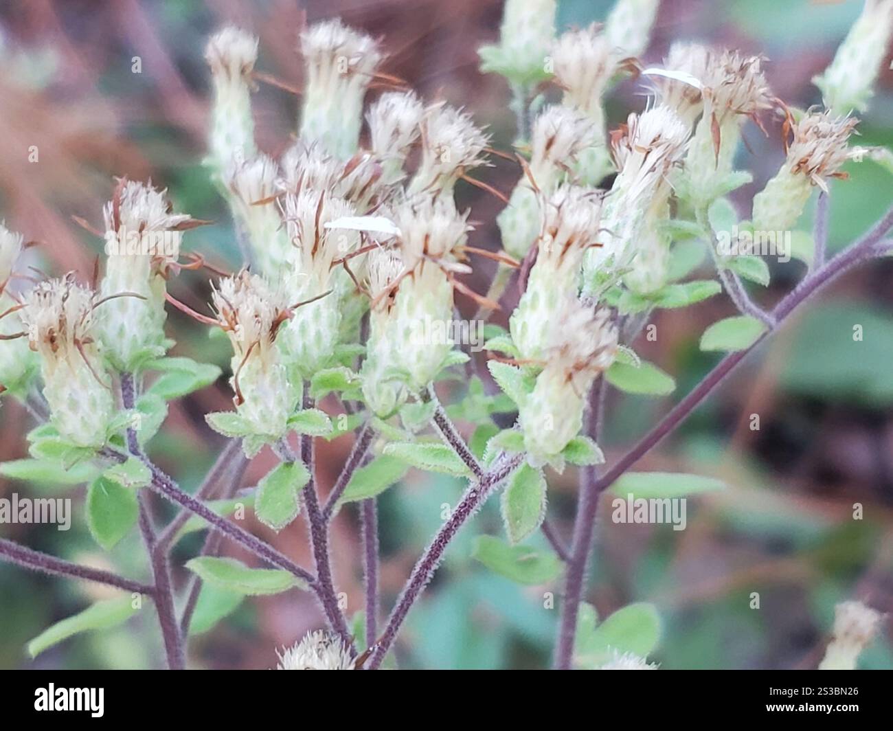 Dixie aster (Sericocarpus tortifolius Stock Photo - Alamy