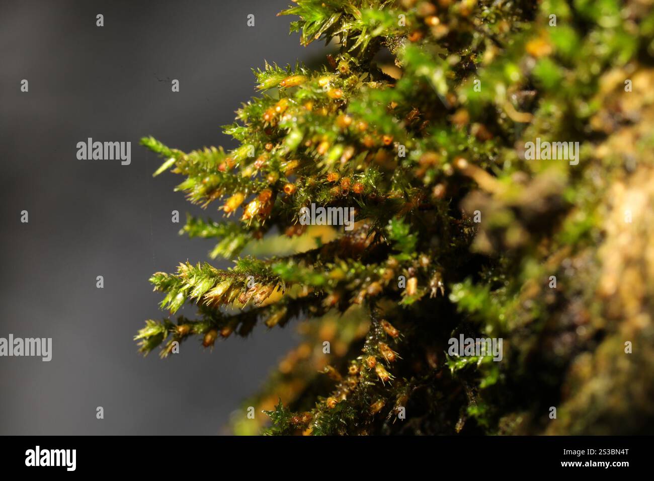 Lateral Cryphaea (Cryphaea heteromalla Stock Photo - Alamy