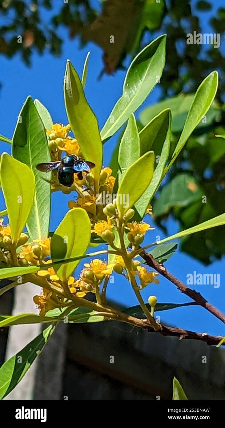 Peacock carpenter bee hi-res stock photography and images - Alamy