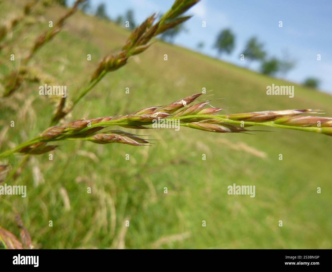 tall fescue (Lolium arundinaceum Stock Photo - Alamy