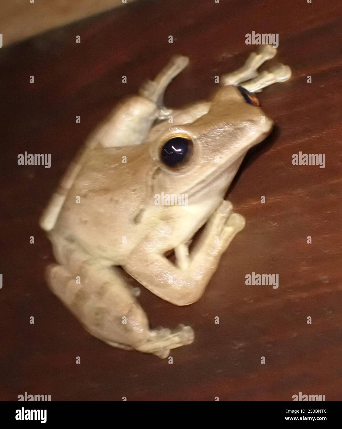 Sulawesi Tree Frog (Polypedates iskandari Stock Photo - Alamy