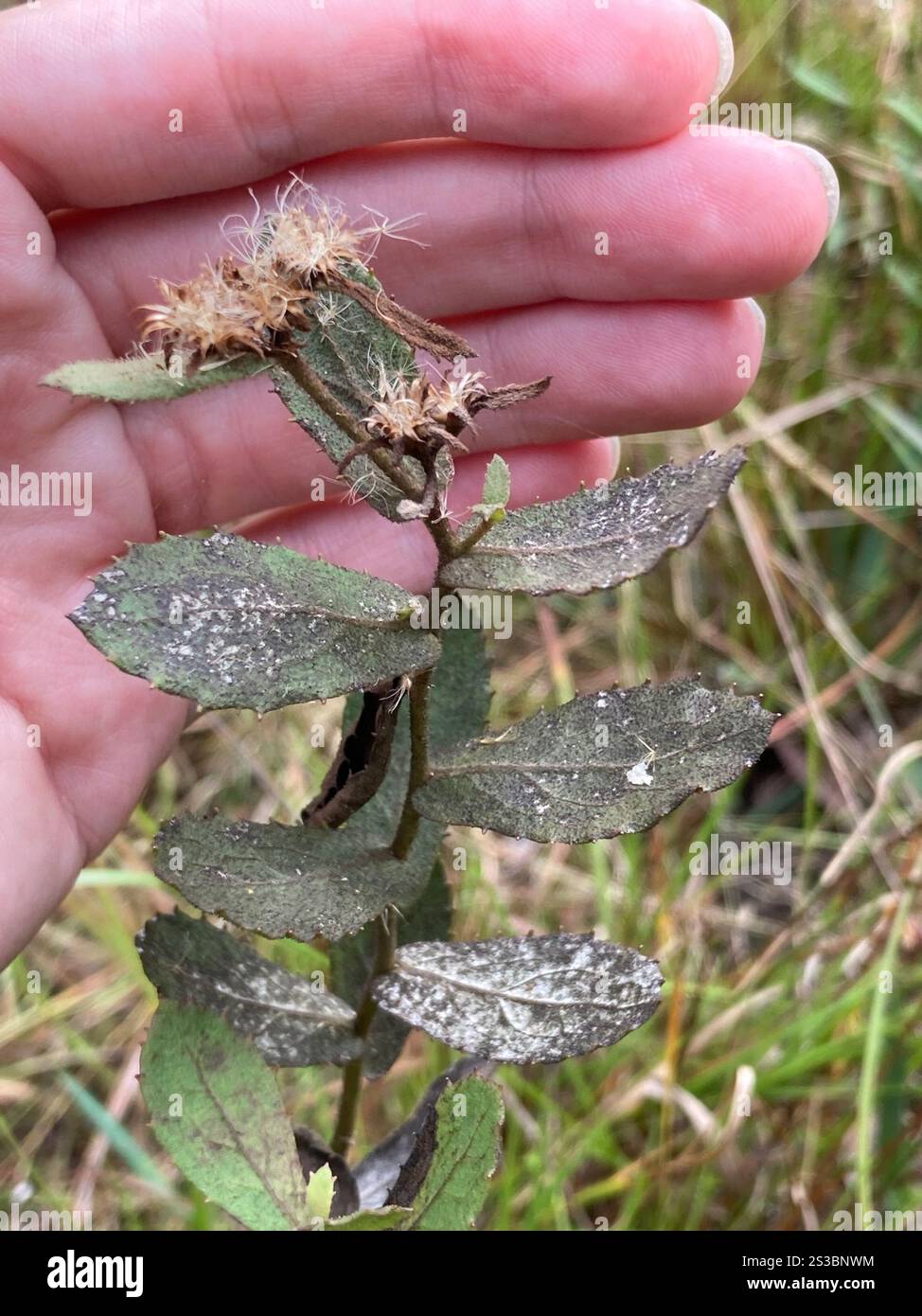 Rosy Camphorweed (Pluchea baccharis Stock Photo - Alamy