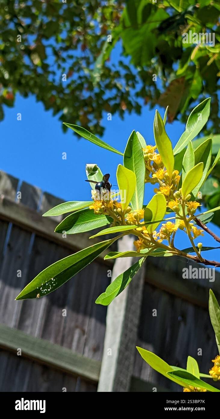Peacock carpenter bee hi-res stock photography and images - Alamy