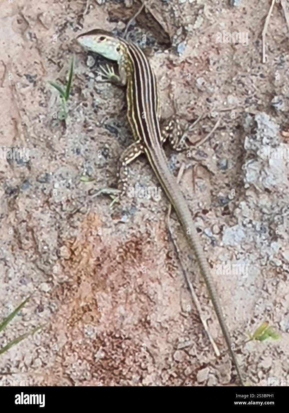 Rainbow Whiptail (Cnemidophorus lemniscatus Stock Photo - Alamy