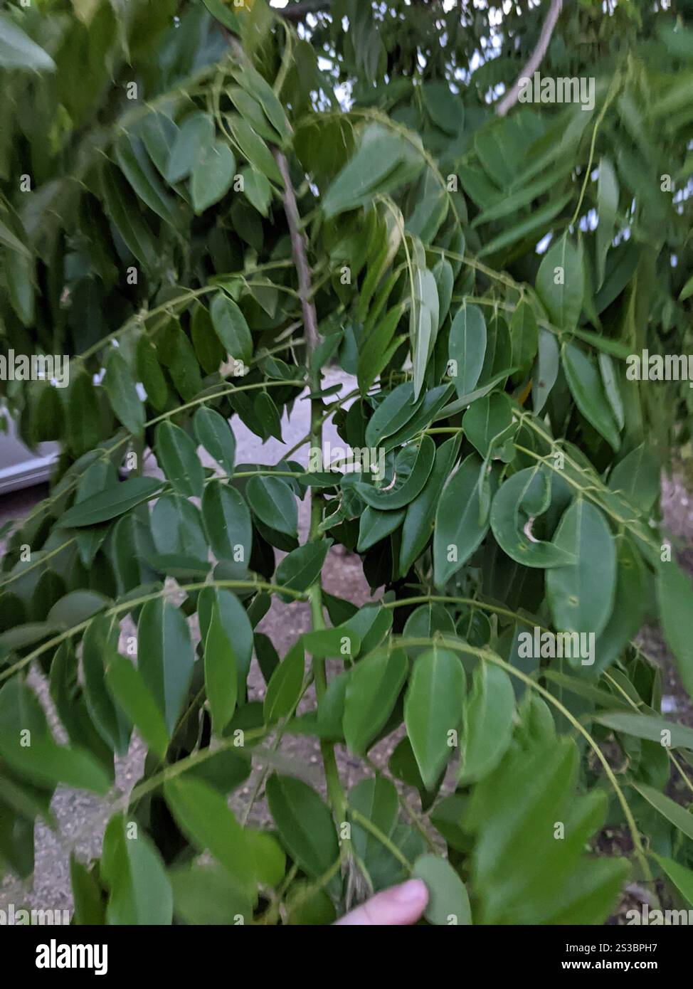 Fence Post Tree (Gliricidia sepium Stock Photo - Alamy