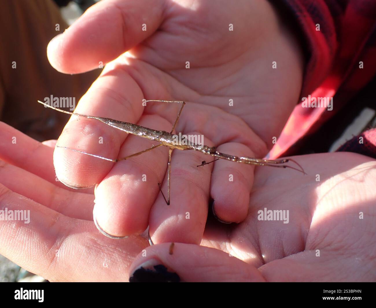 Brown Waterscorpion (Ranatra fusca Stock Photo - Alamy
