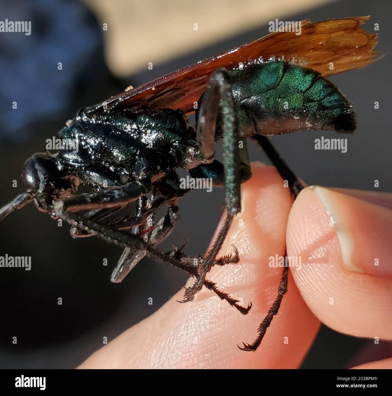 New World Tarantula-hawk Wasps (Pepsis Stock Photo - Alamy