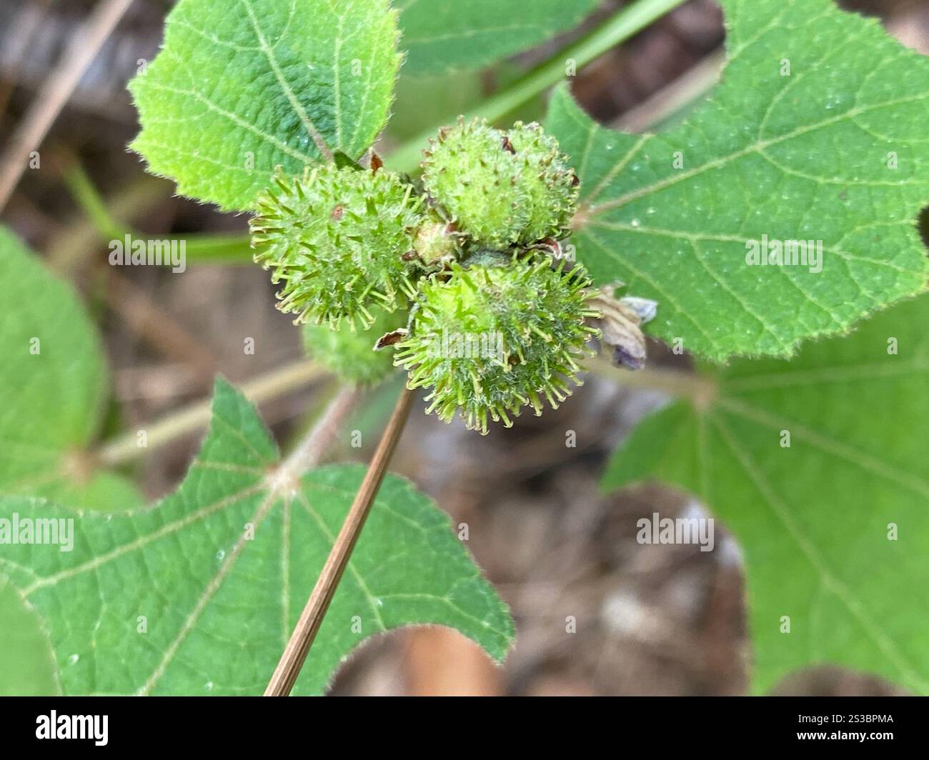 Caesar weed (Urena lobata Stock Photo - Alamy