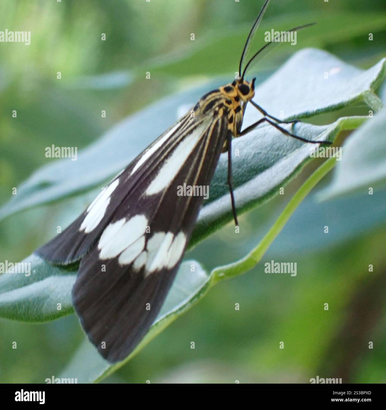 Magpie Tiger Moths (Nyctemera Stock Photo - Alamy