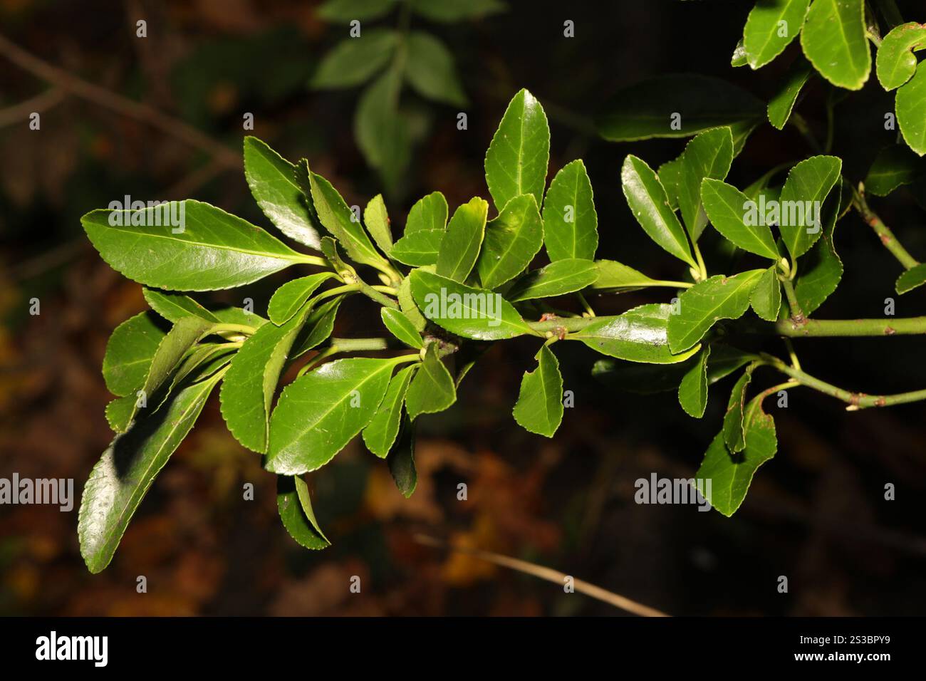 Japanese spindle tree (Euonymus japonicus Stock Photo - Alamy