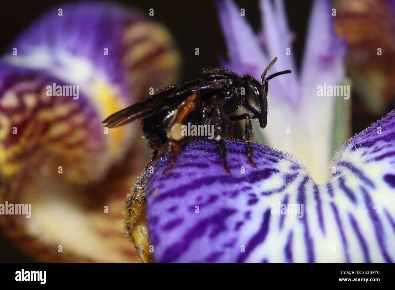 Spiny-legged Stingless bee (Trigona spinipes Stock Photo - Alamy