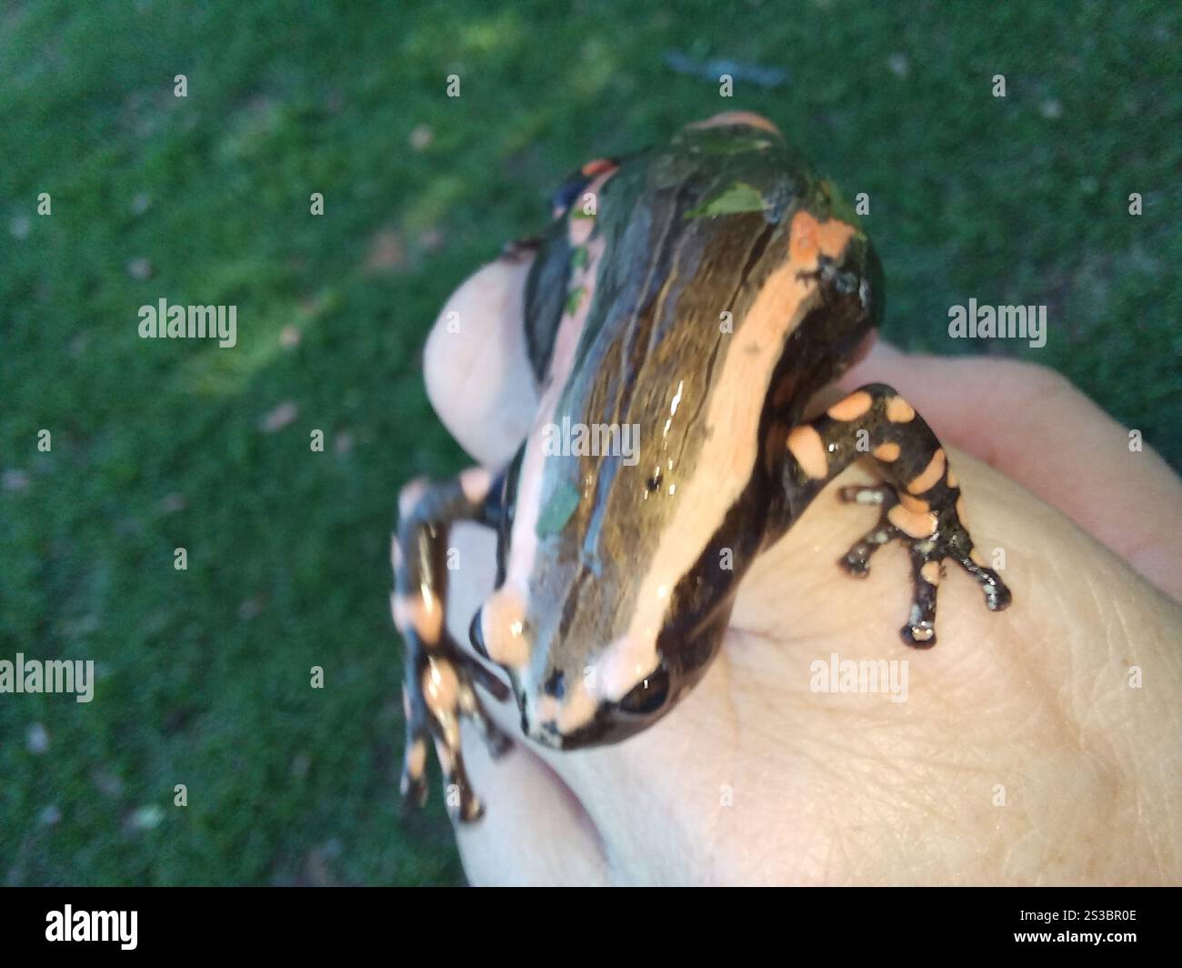 Red-Banded Rubber Frog (Phrynomantis bifasciatus Stock Photo - Alamy