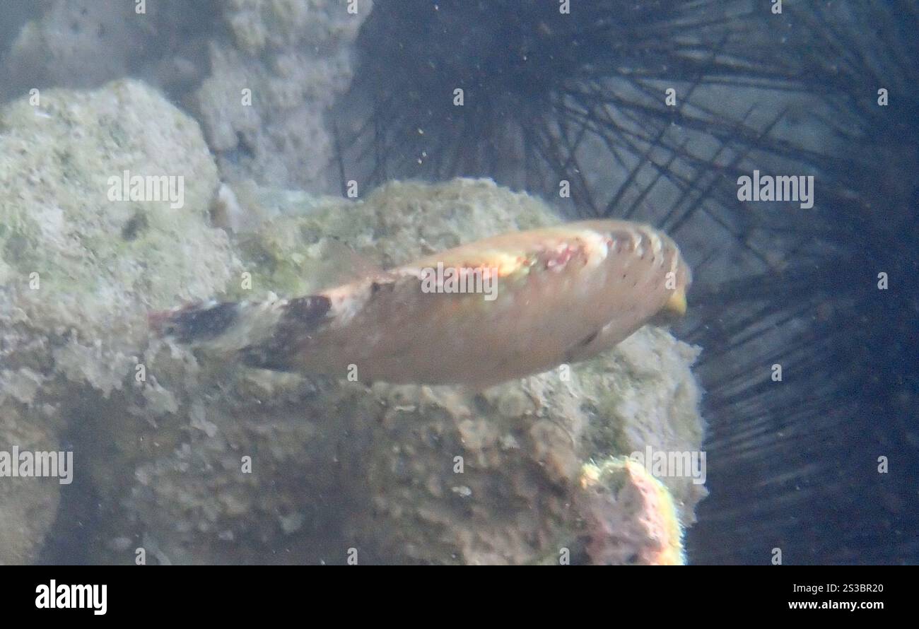 Floral Maori Wrasse (Cheilinus chlorourus Stock Photo - Alamy