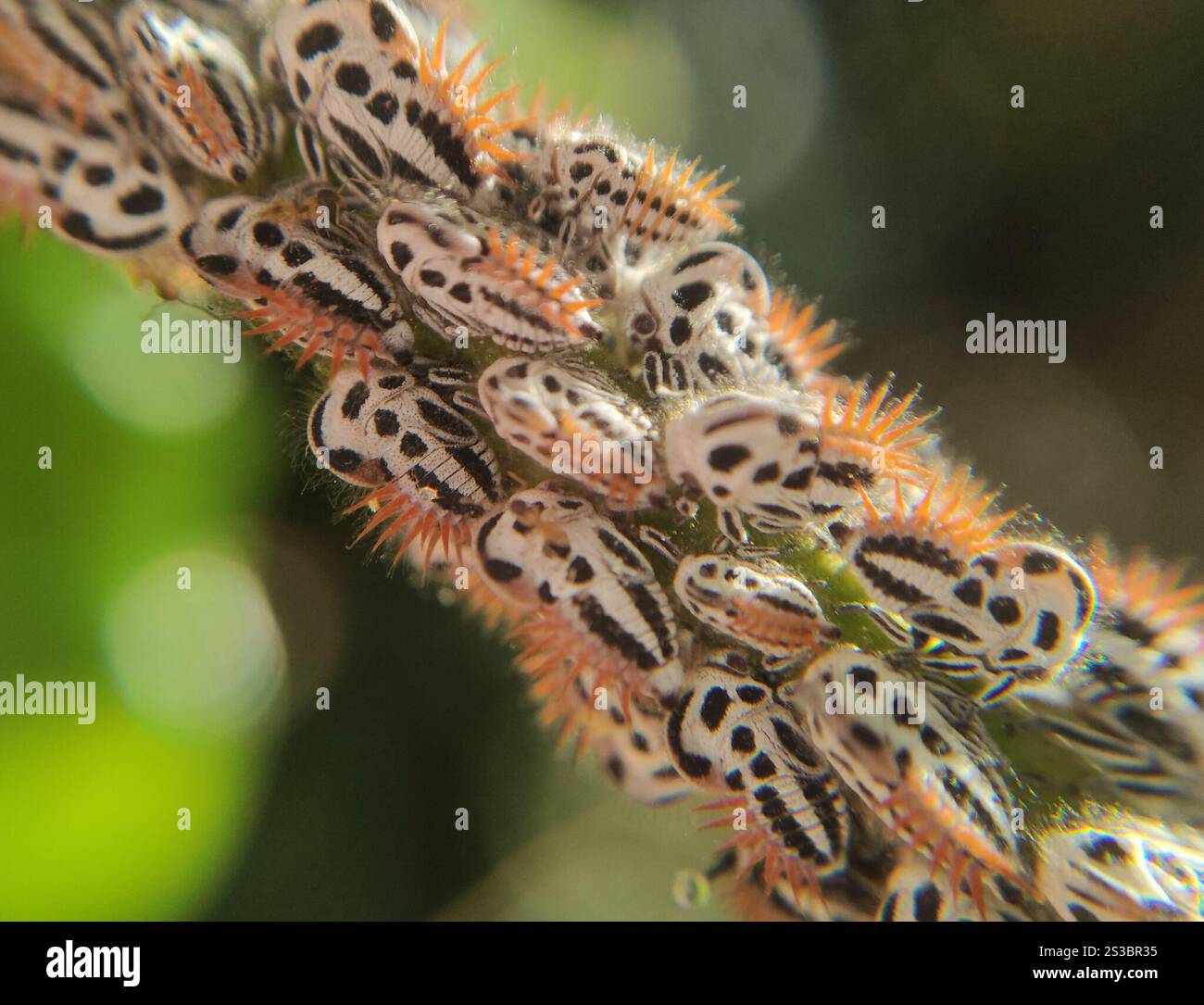 Black-and-white Treehopper (Membracis foliatafasciata Stock Photo - Alamy