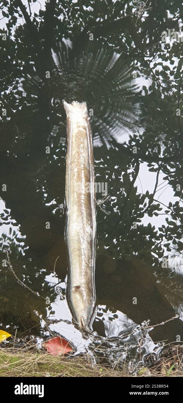 Australian Long-finned Eel (Anguilla reinhardtii Stock Photo - Alamy