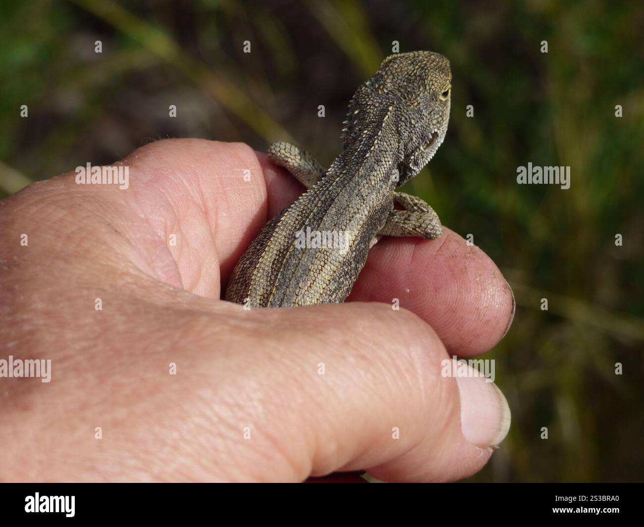 Nobbi Dragon (Diporiphora nobbi Stock Photo - Alamy