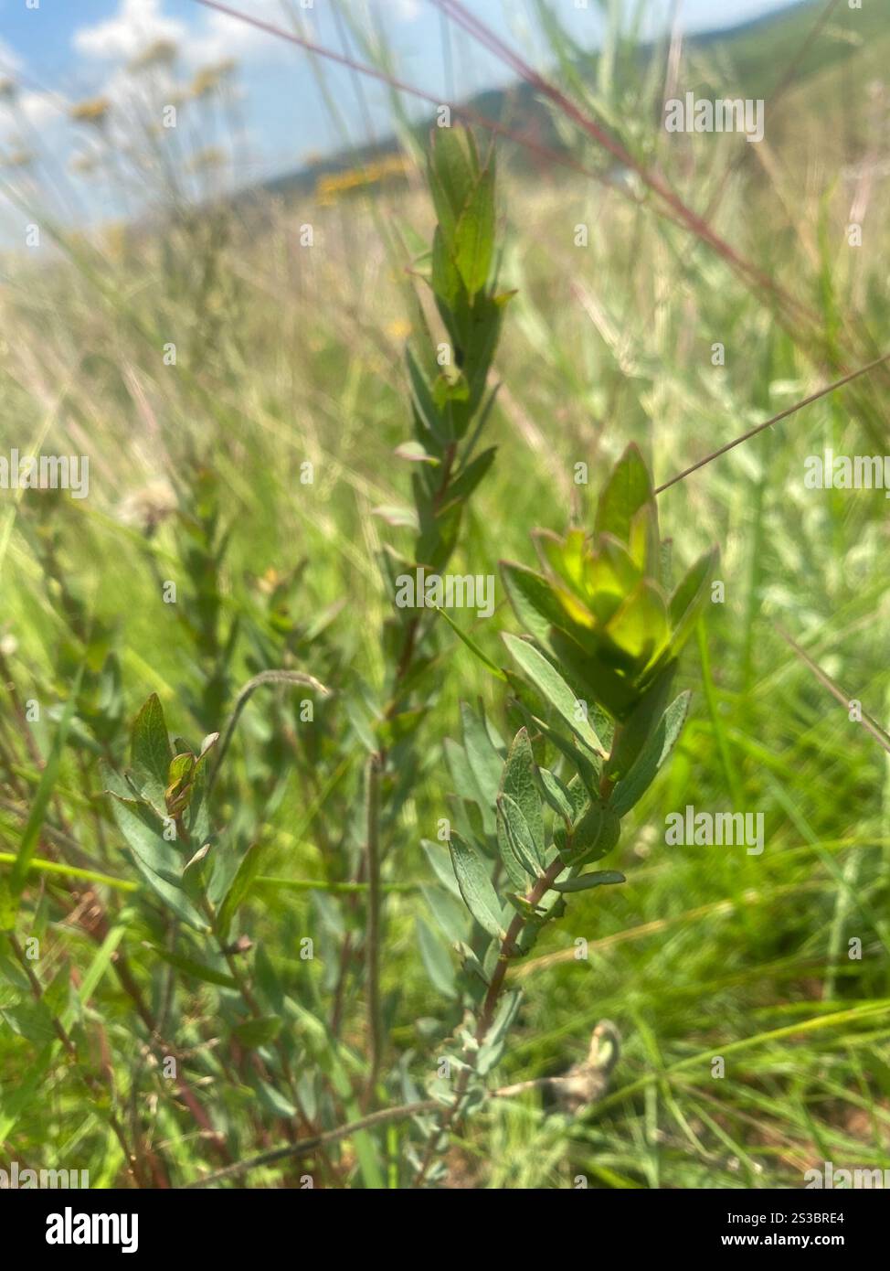 Yellowhead Curryflower (Lasiosiphon kraussianus Stock Photo - Alamy