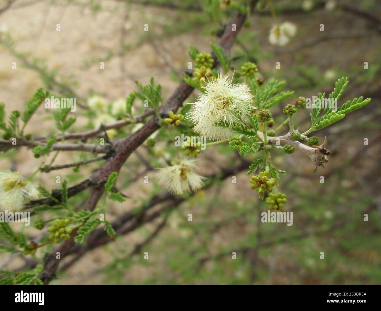 Red Umbrella Thorn (Vachellia reficiens reficiens Stock Photo - Alamy