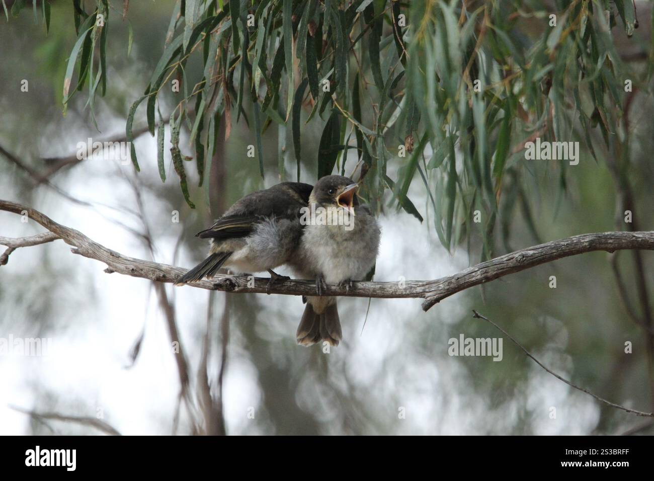 Tasmanian grey butcherbird hi-res stock photography and images - Alamy
