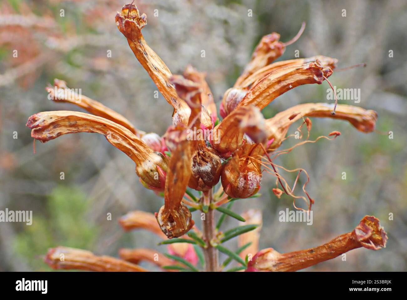 Limestone Heath (Erica regia mariae Stock Photo - Alamy