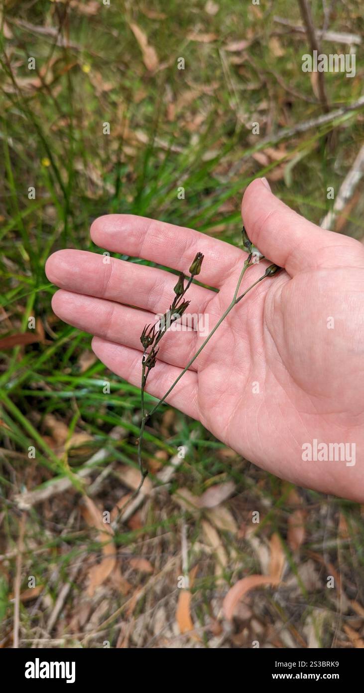 Queensland blood-lily (Haemodorum austroqueenslandicum Stock Photo - Alamy