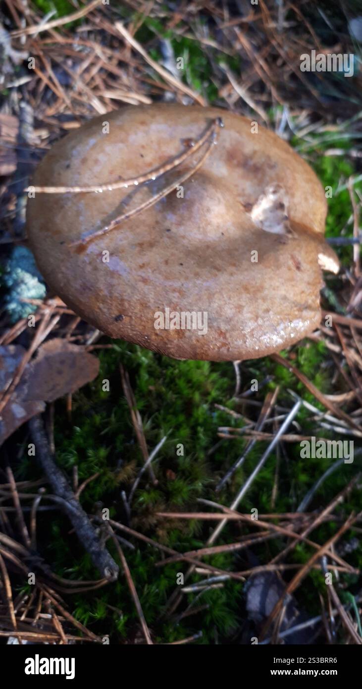 Brown Roll-Rim (Paxillus involutus Stock Photo - Alamy