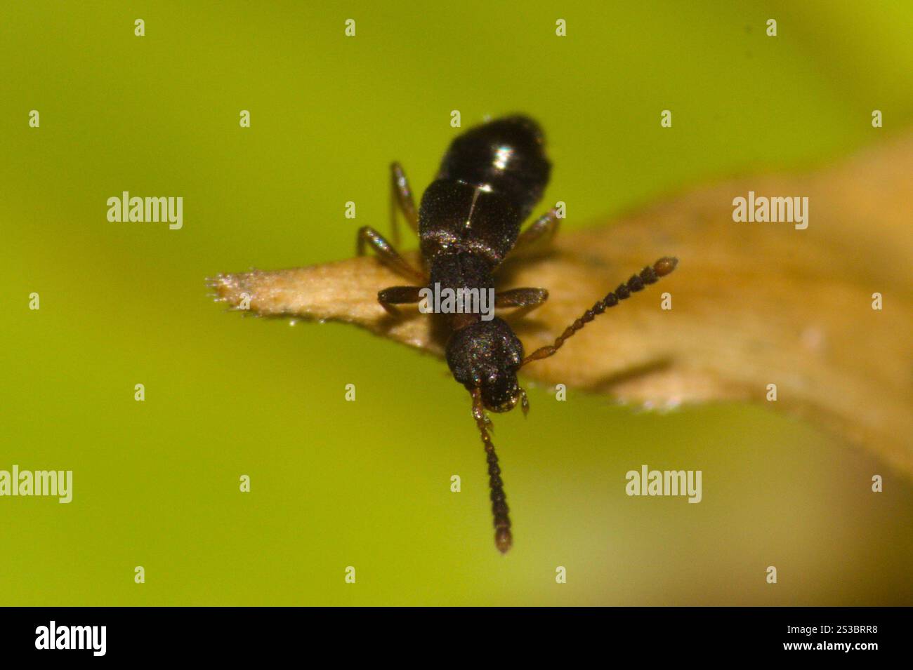 Oxytelinae hi-res stock photography and images - Alamy