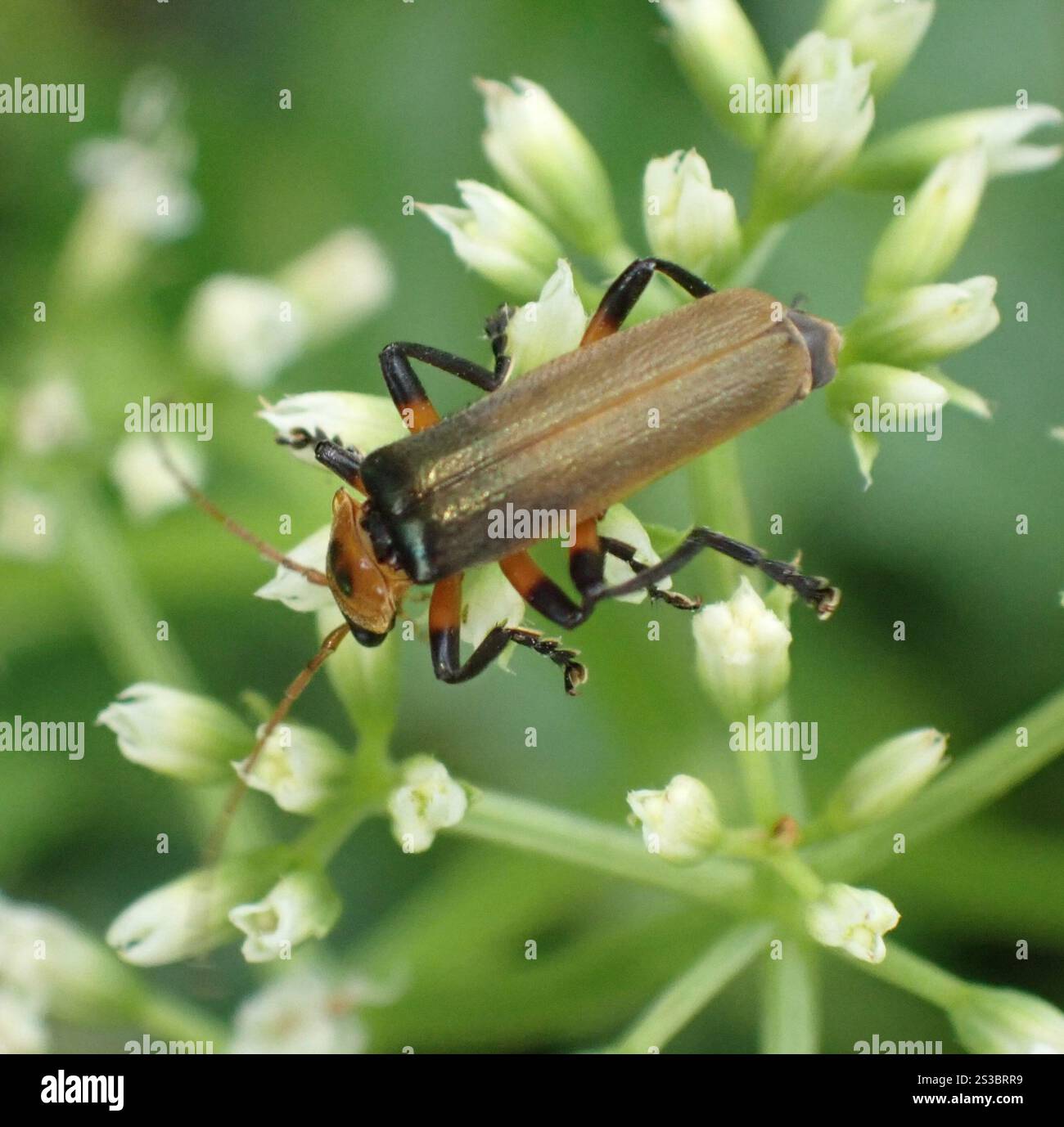 Soldier Beetles (Cantharidae Stock Photo - Alamy