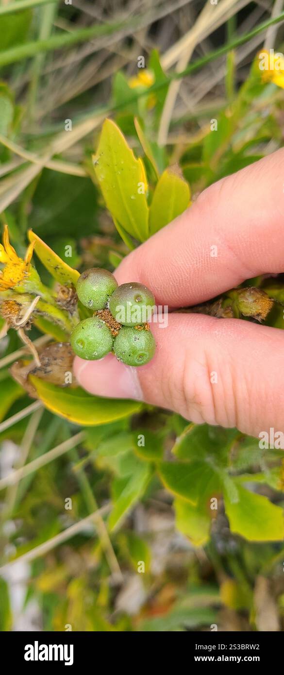 Bietou (Osteospermum moniliferum Stock Photo - Alamy
