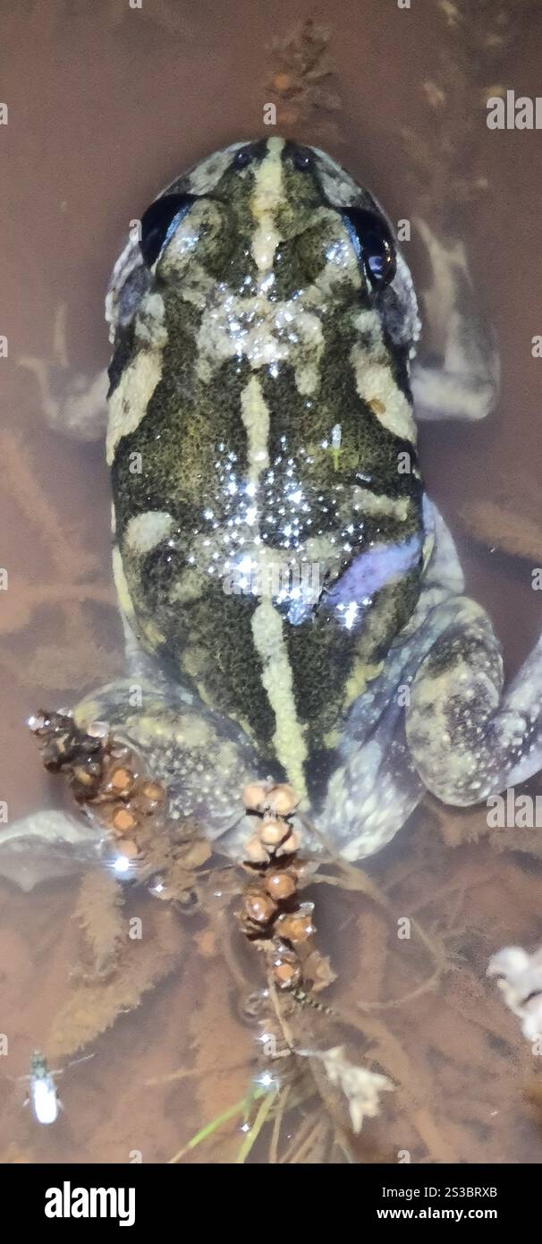 Painted Trilling Frog (Neobatrachus pictus Stock Photo - Alamy