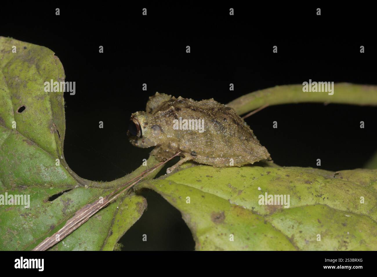 Disc Robber Frog (Pristimantis latidiscus Stock Photo - Alamy