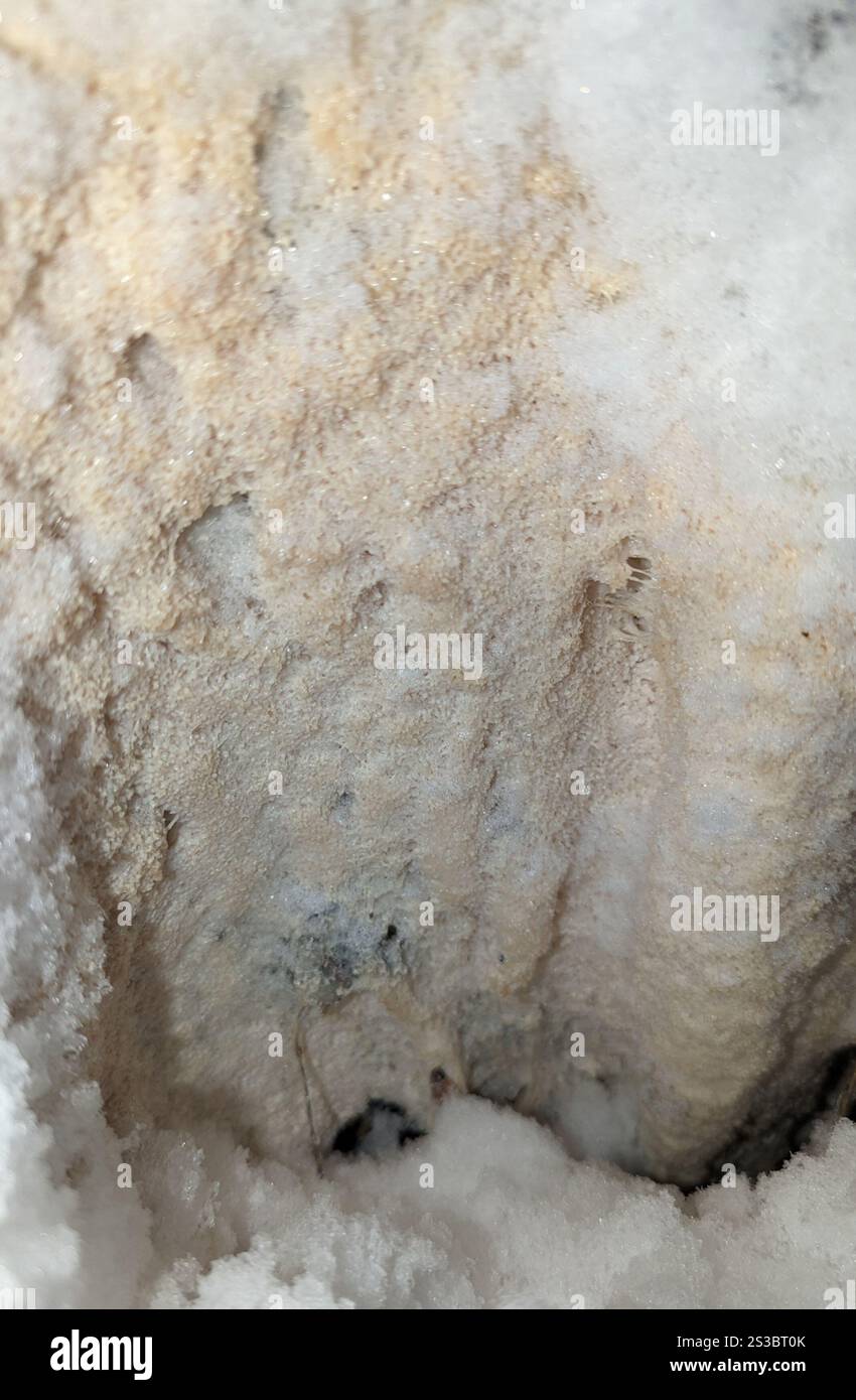 Tapioca slime mold hi-res stock photography and images - Alamy
