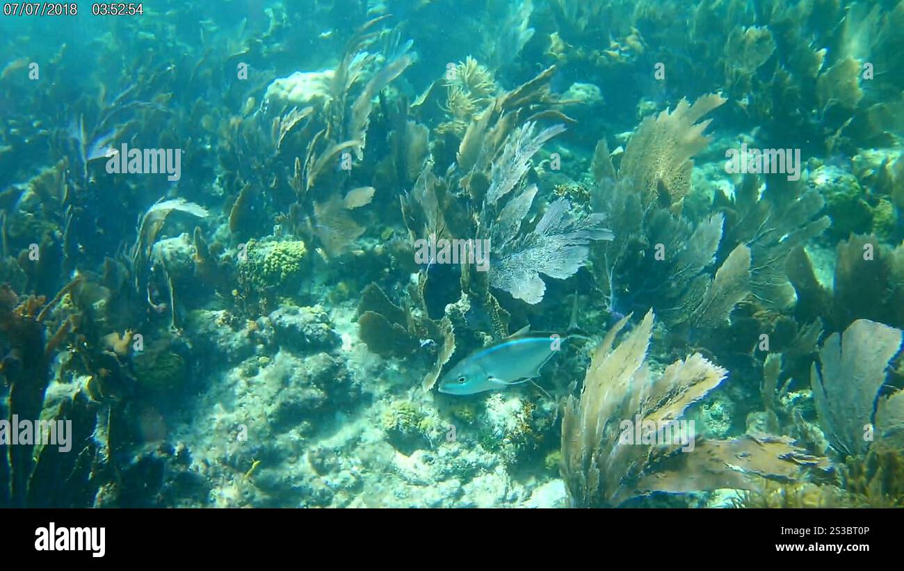 Bar Jack (Caranx ruber Stock Photo - Alamy