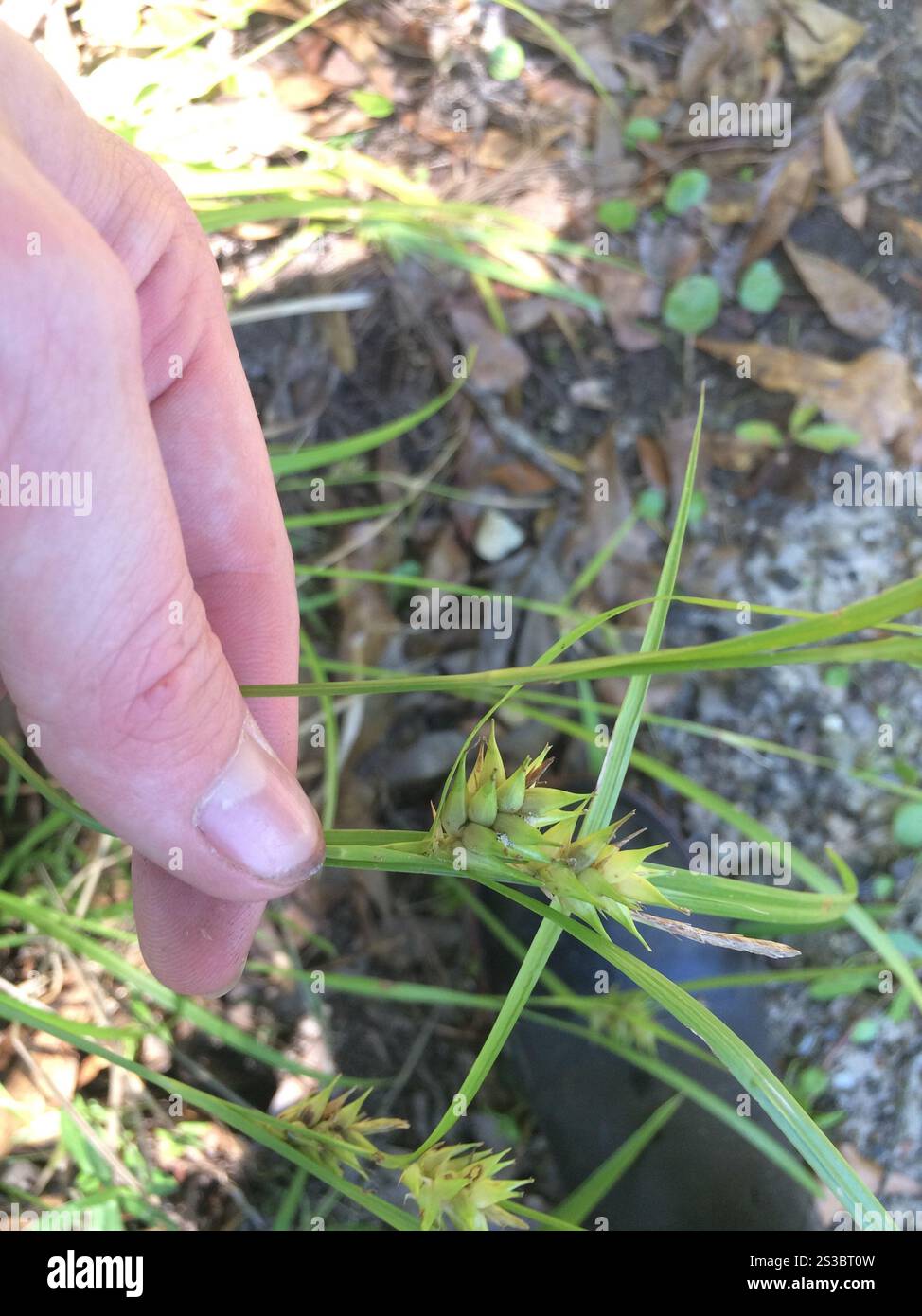 bladder sedge (Carex intumescens Stock Photo - Alamy
