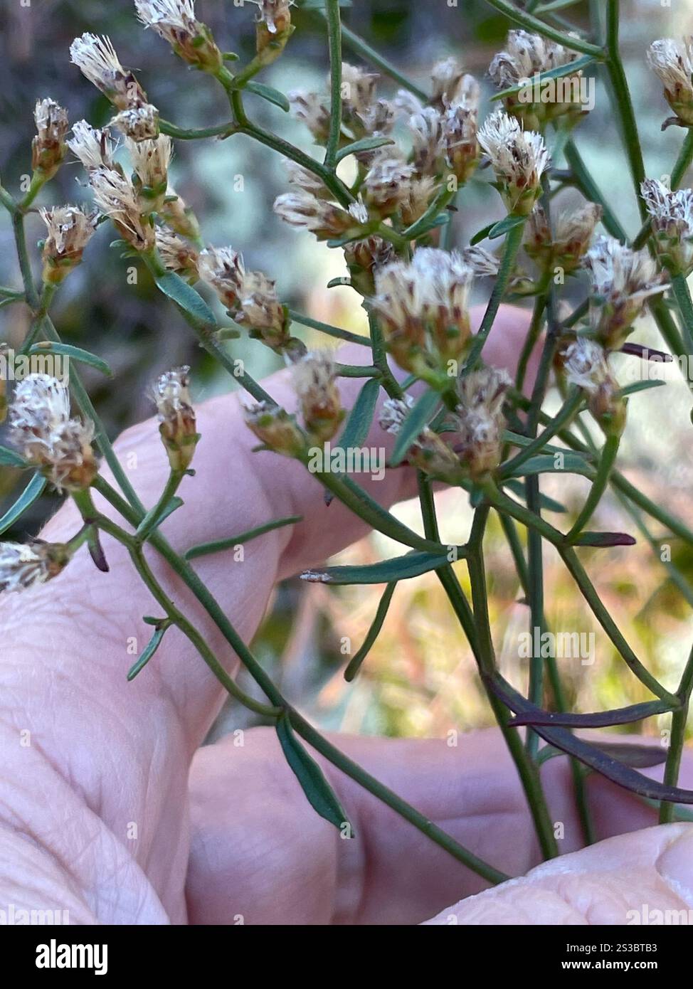 Narrowleaf Whitetop Aster (Sericocarpus linifolius Stock Photo - Alamy