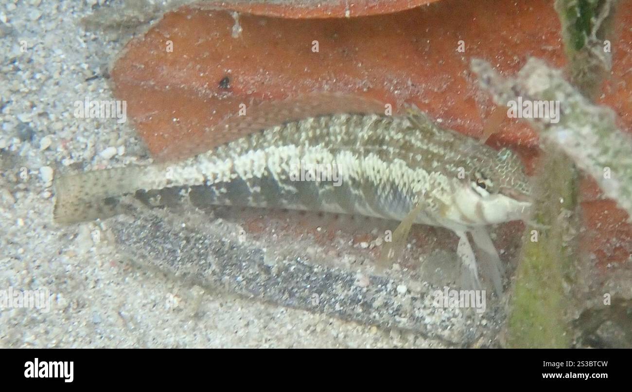 Sharpnose Sandperch (Parapercis cylindrica Stock Photo - Alamy