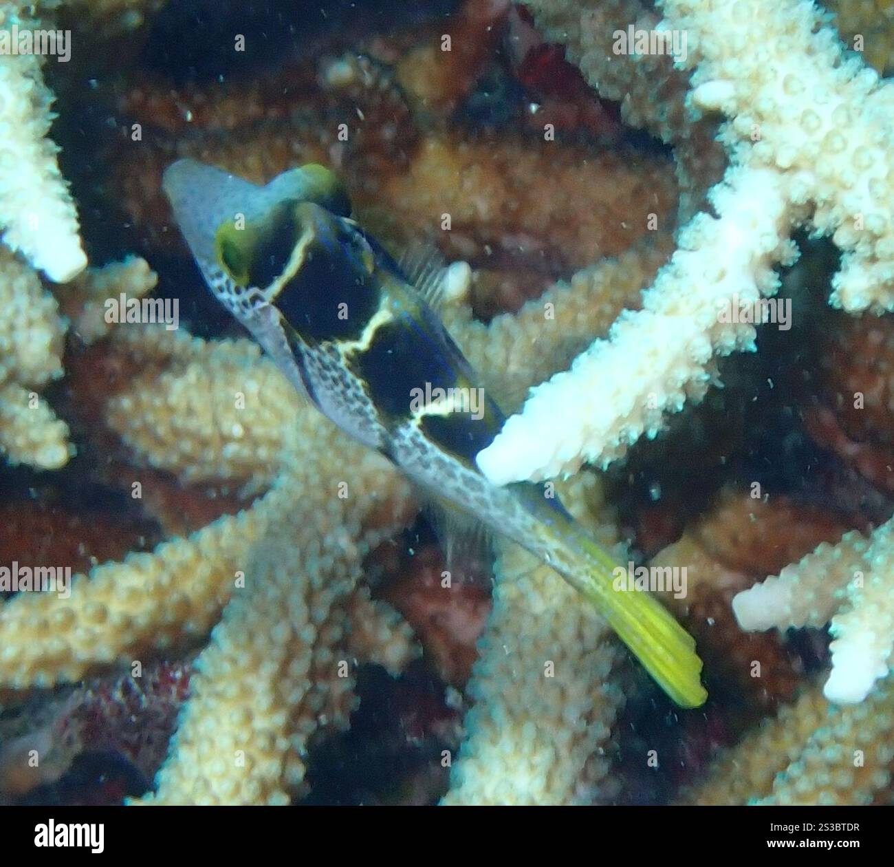 Mimic Filefish (Paraluteres prionurus Stock Photo - Alamy
