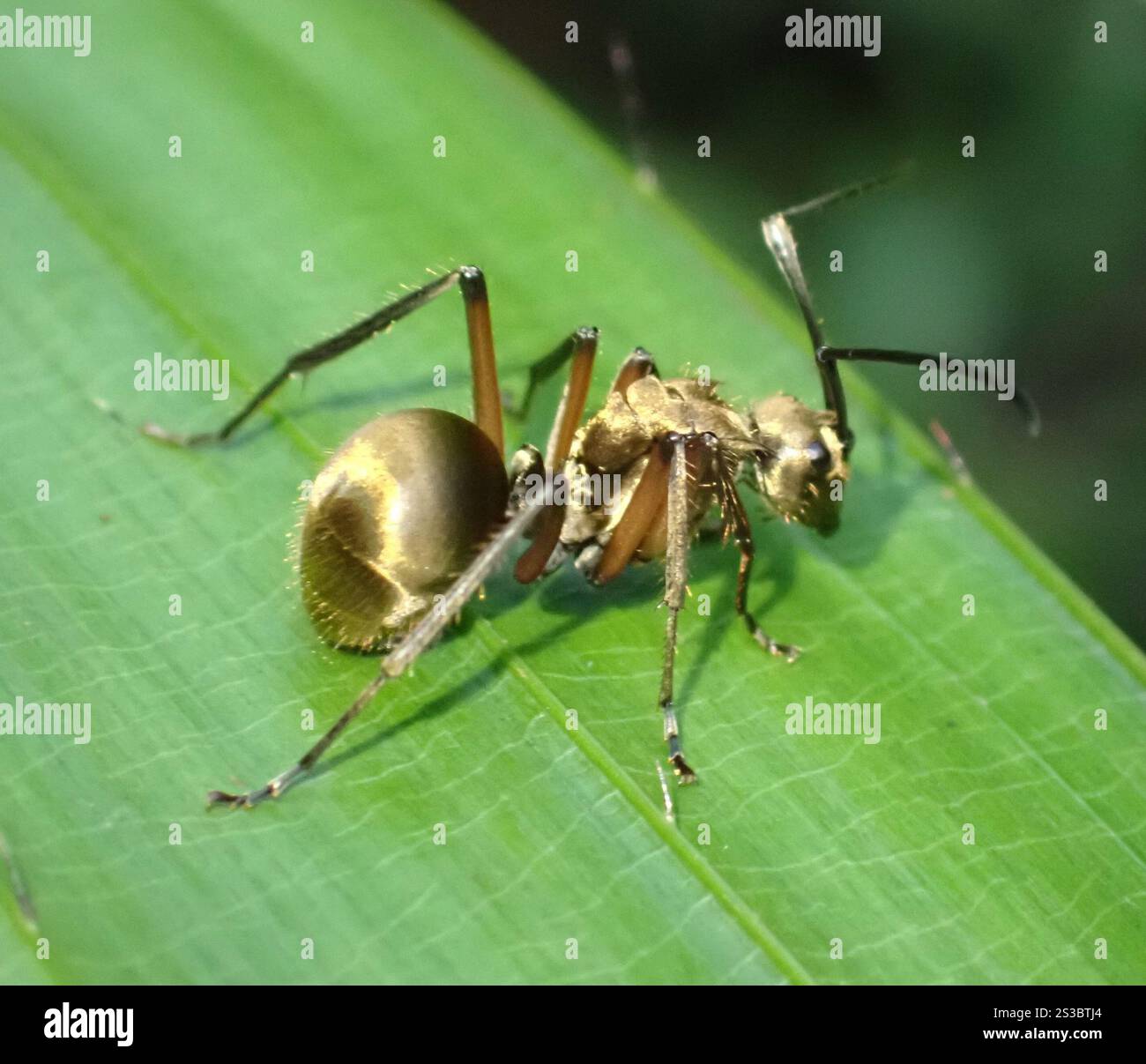 Pure Gold Spiny Sugar ant (Polyrhachis andromache Stock Photo - Alamy