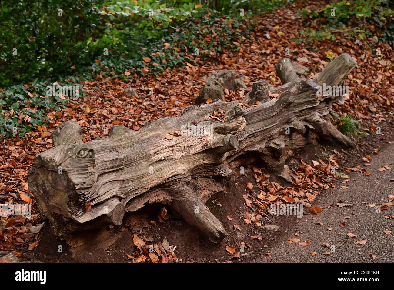 A gnarled tree trunk laying among fallen leaves Stock Photo - Alamy