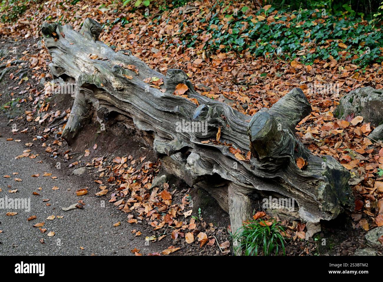 A gnarled tree trunk laying among fallen leaves Stock Photo - Alamy