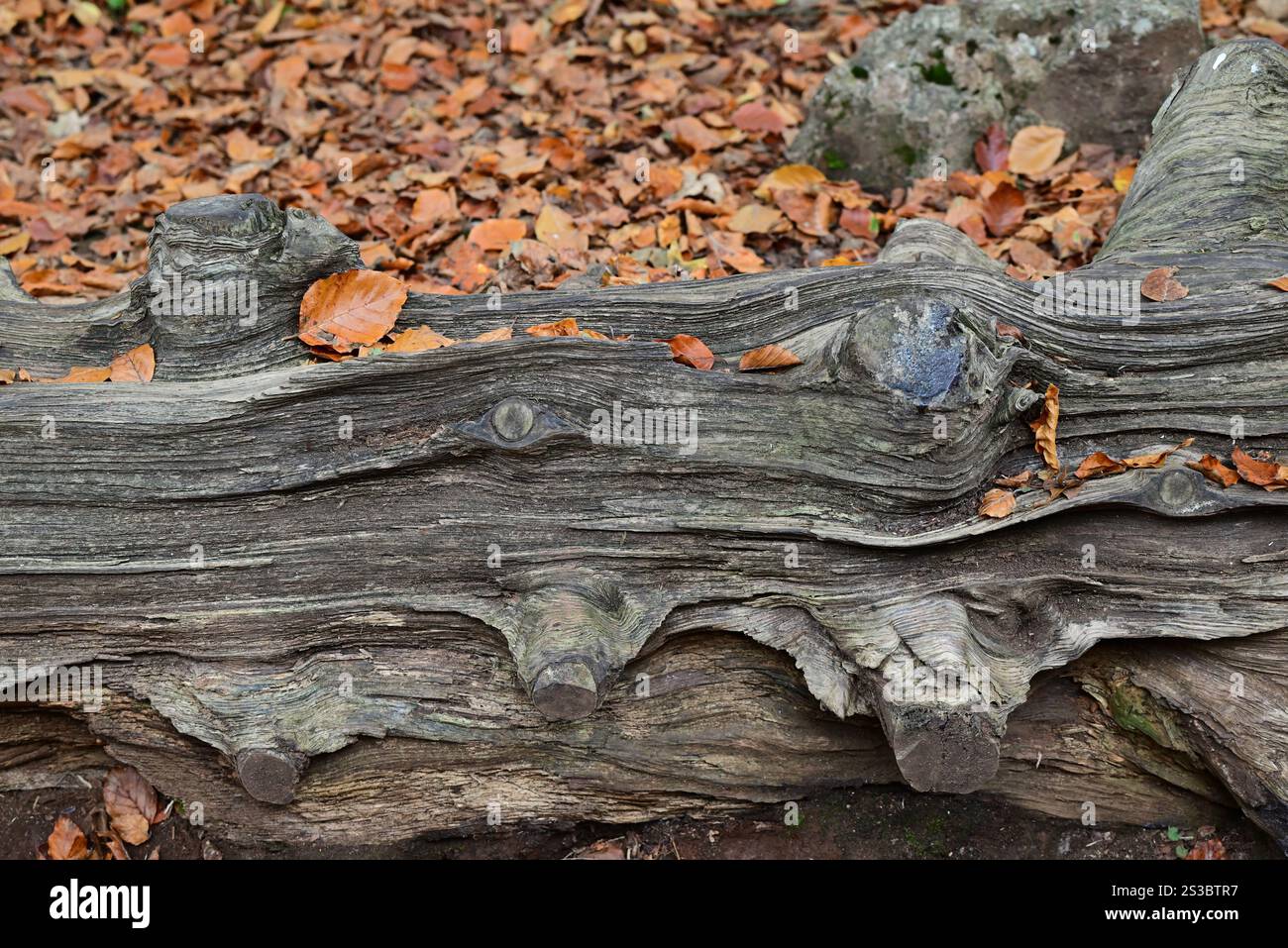 A gnarled tree trunk laying among fallen leaves Stock Photo - Alamy