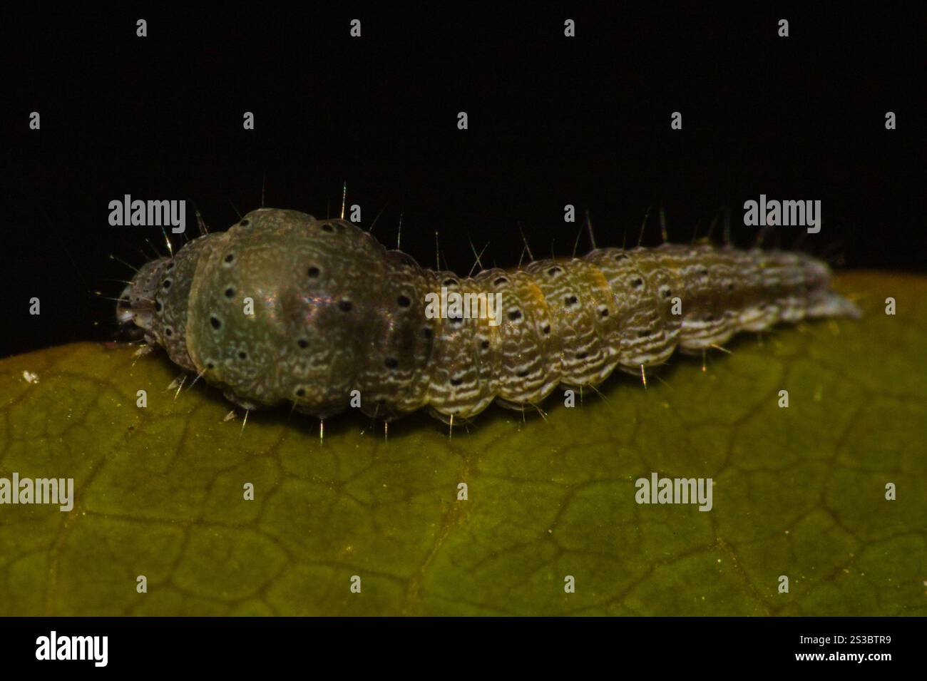 Owlet Moths and Allies (Noctuoidea Stock Photo - Alamy