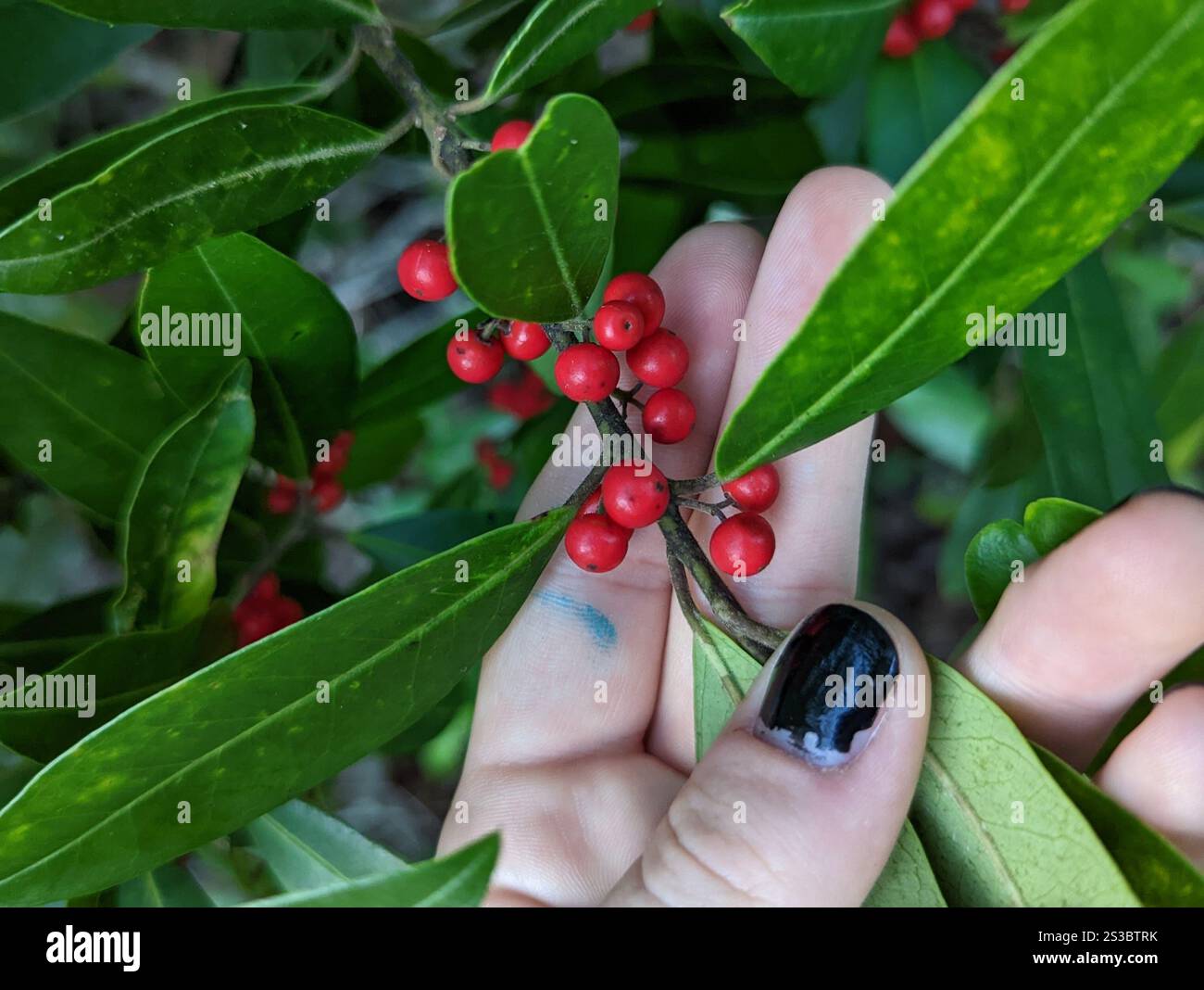 dahoon holly (Ilex cassine Stock Photo - Alamy