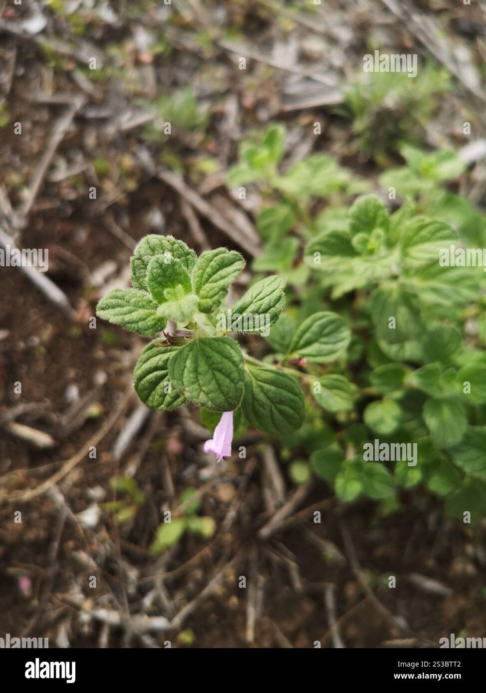 Wood Calamint (Clinopodium menthifolium Stock Photo - Alamy