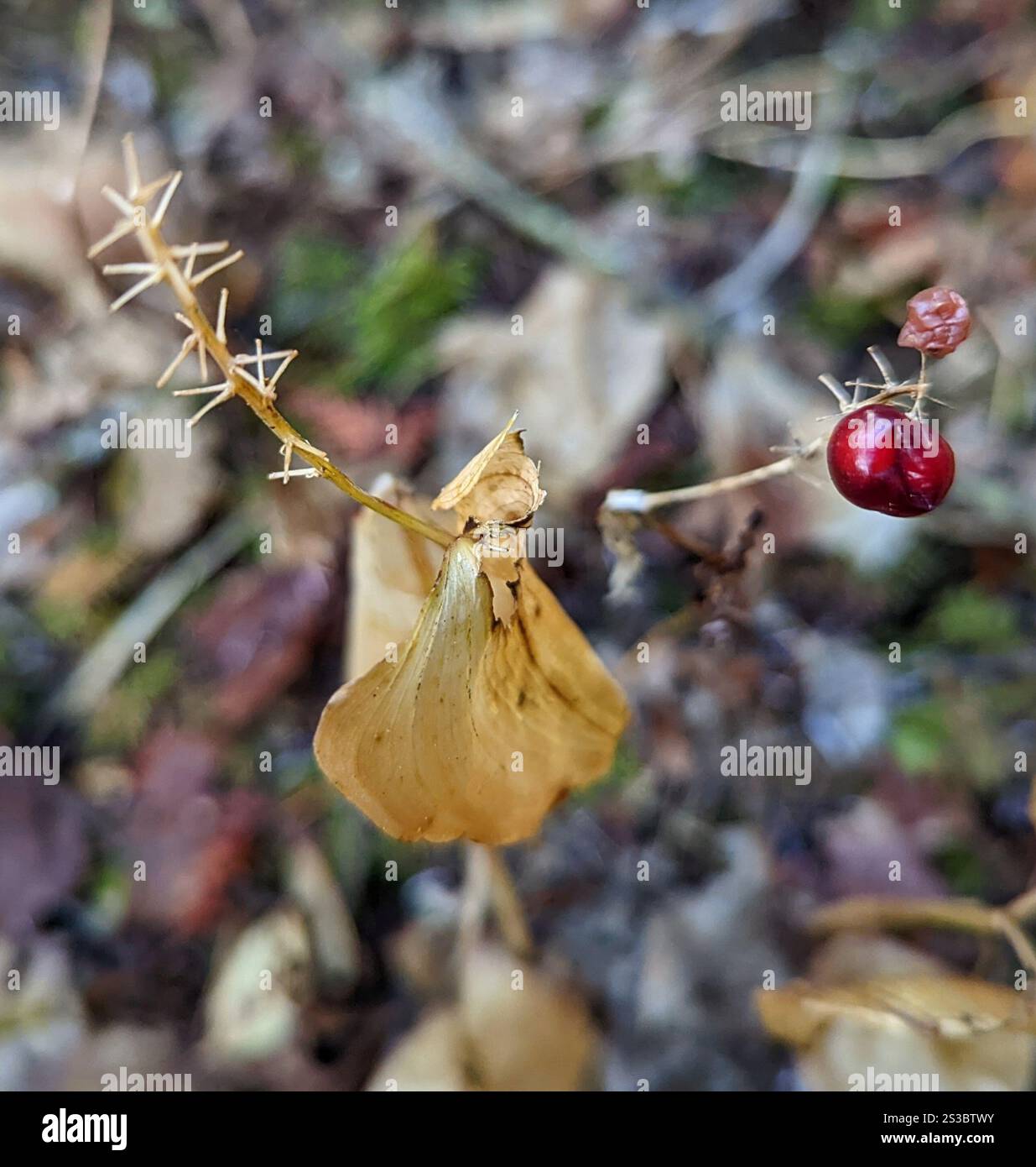 Western Lily of the Valley (Maianthemum dilatatum Stock Photo - Alamy